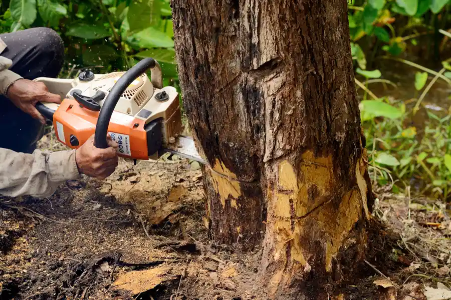 How Tree Removal Helps Prevent Structural Damage - Happy Tree Service